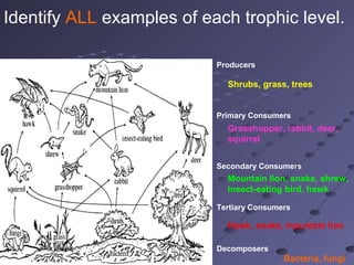Unit 3 lesson 1 food chains | PPT