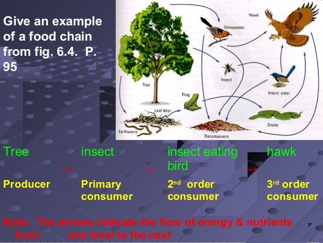 Unit 3 lesson 1 food chains