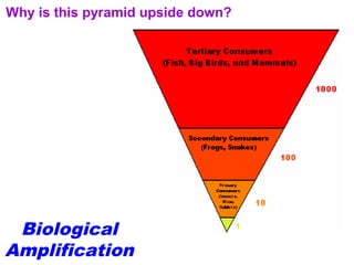 Unit 3 lesson 2 food pyramids | PPT