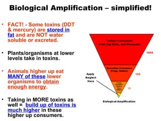 Unit 3 lesson 2 food pyramids | PPT