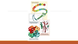 Levels_of_Protein_Structure_primary_secondary_tertiary.pptx
