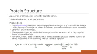Levels_of_Protein_Structure_primary_secondary_tertiary.pptx