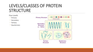 Levels_of_Protein_Structure_primary_secondary_tertiary.pptx