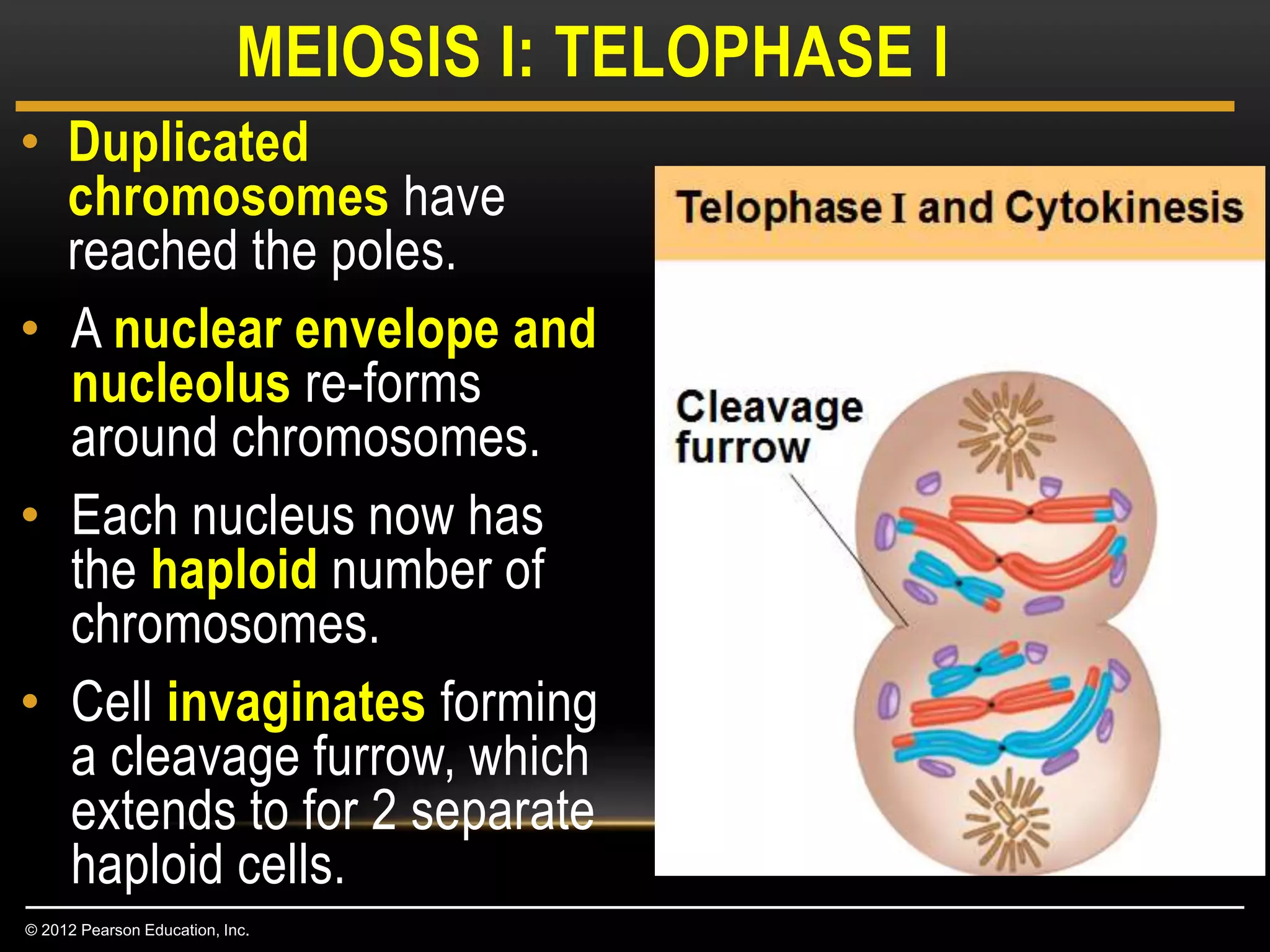 Meiosis | PPT