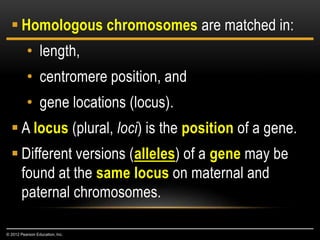 Unit 3 meiosis | PPTX