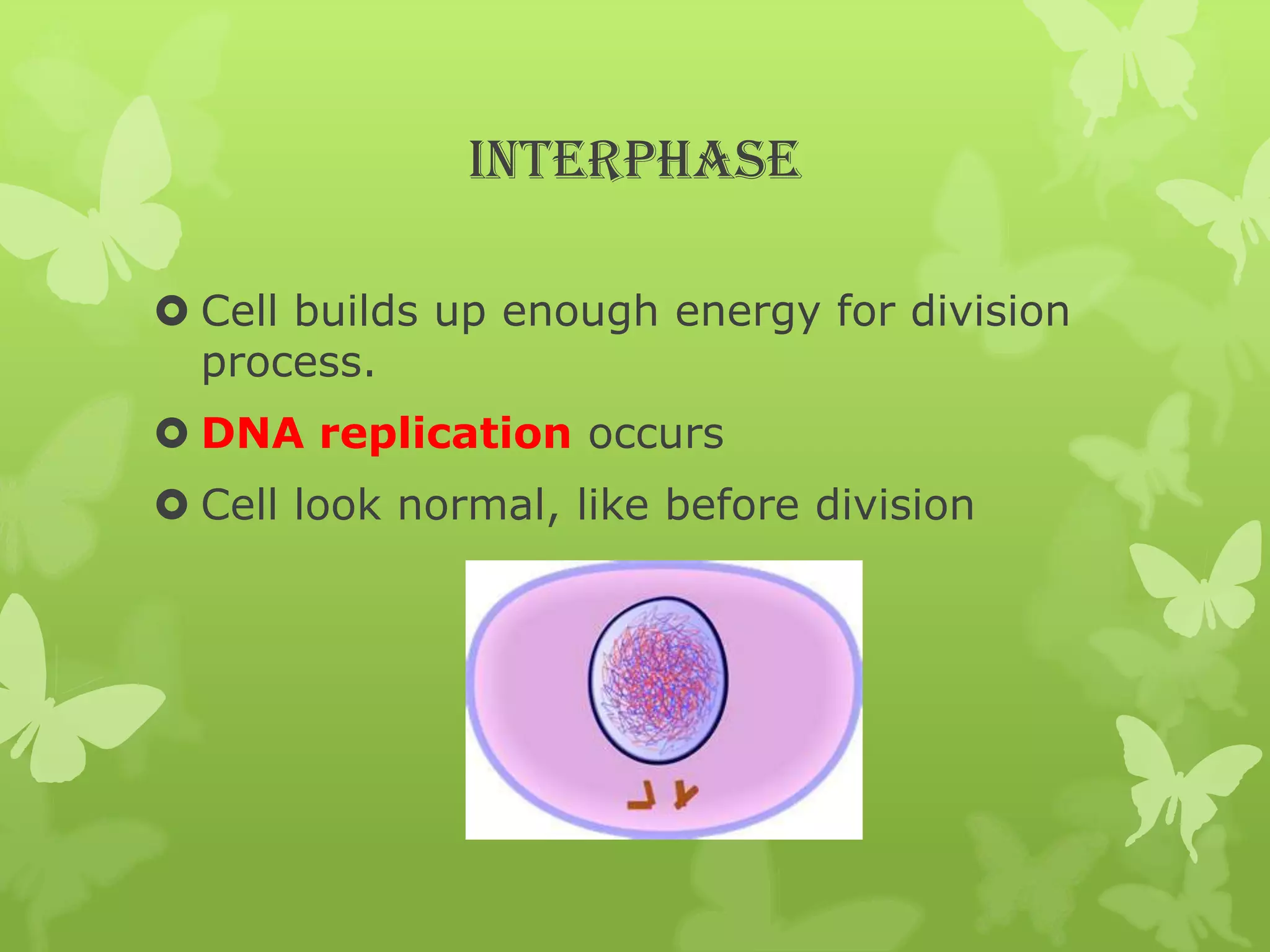 mitosis- cell division | PPT