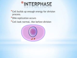 Cell Division - mitosis | PPT