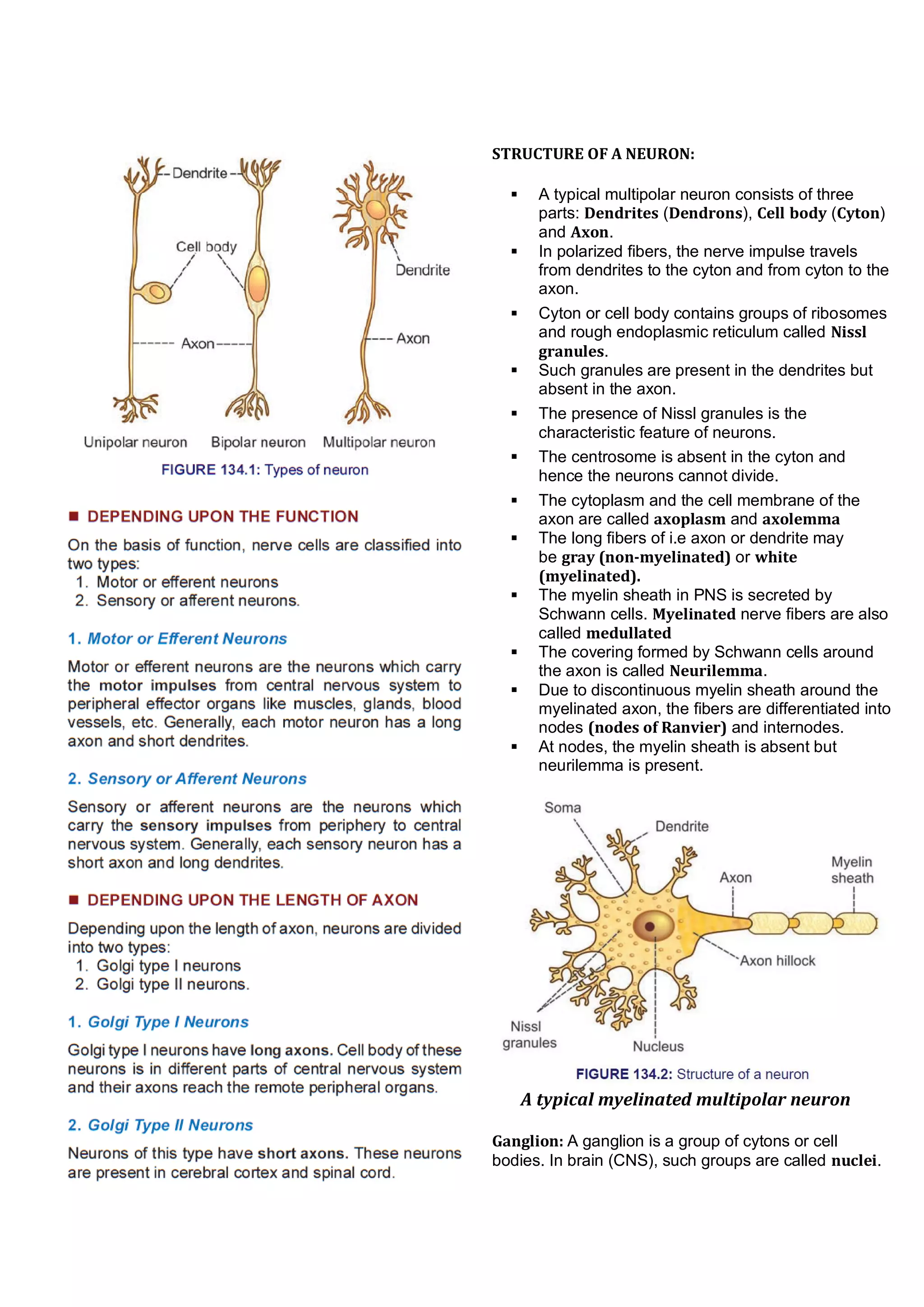 Nervous system Physiology notes | PDF