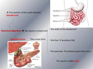 Unit3 nutritionalprocessdigestive_illnesses | PPT