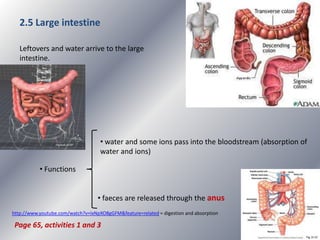 Unit3 nutritionalprocessdigestive_illnesses | PPT