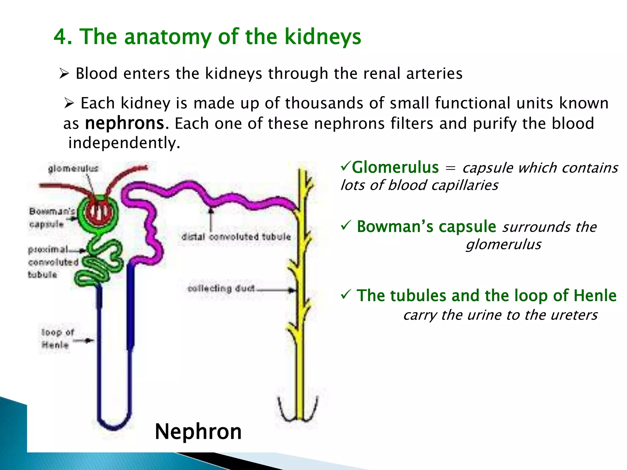 Unit3 Excretory System | PPT