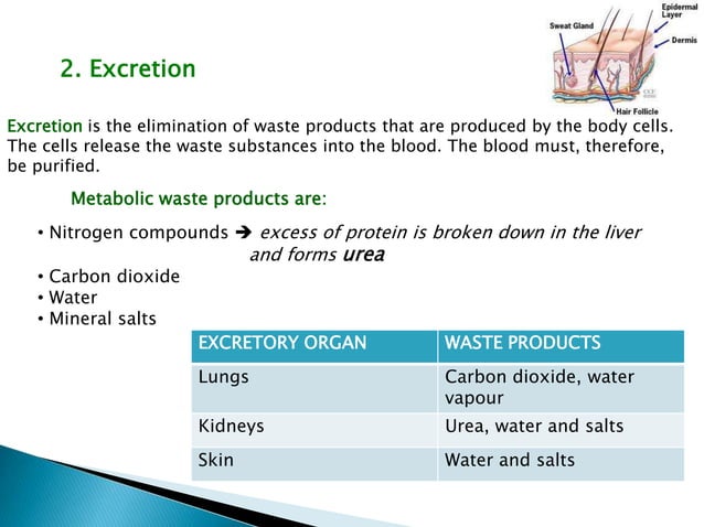 Unit3 Excretory System | PPT