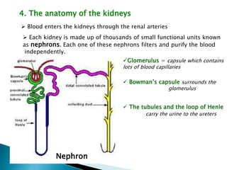 Unit3 Excretory System | PPT