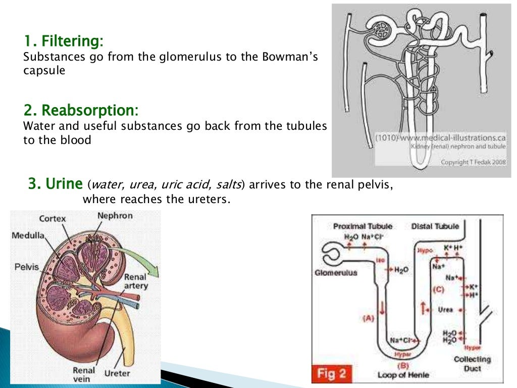 Igcse Biology 2i Excretion Humans
