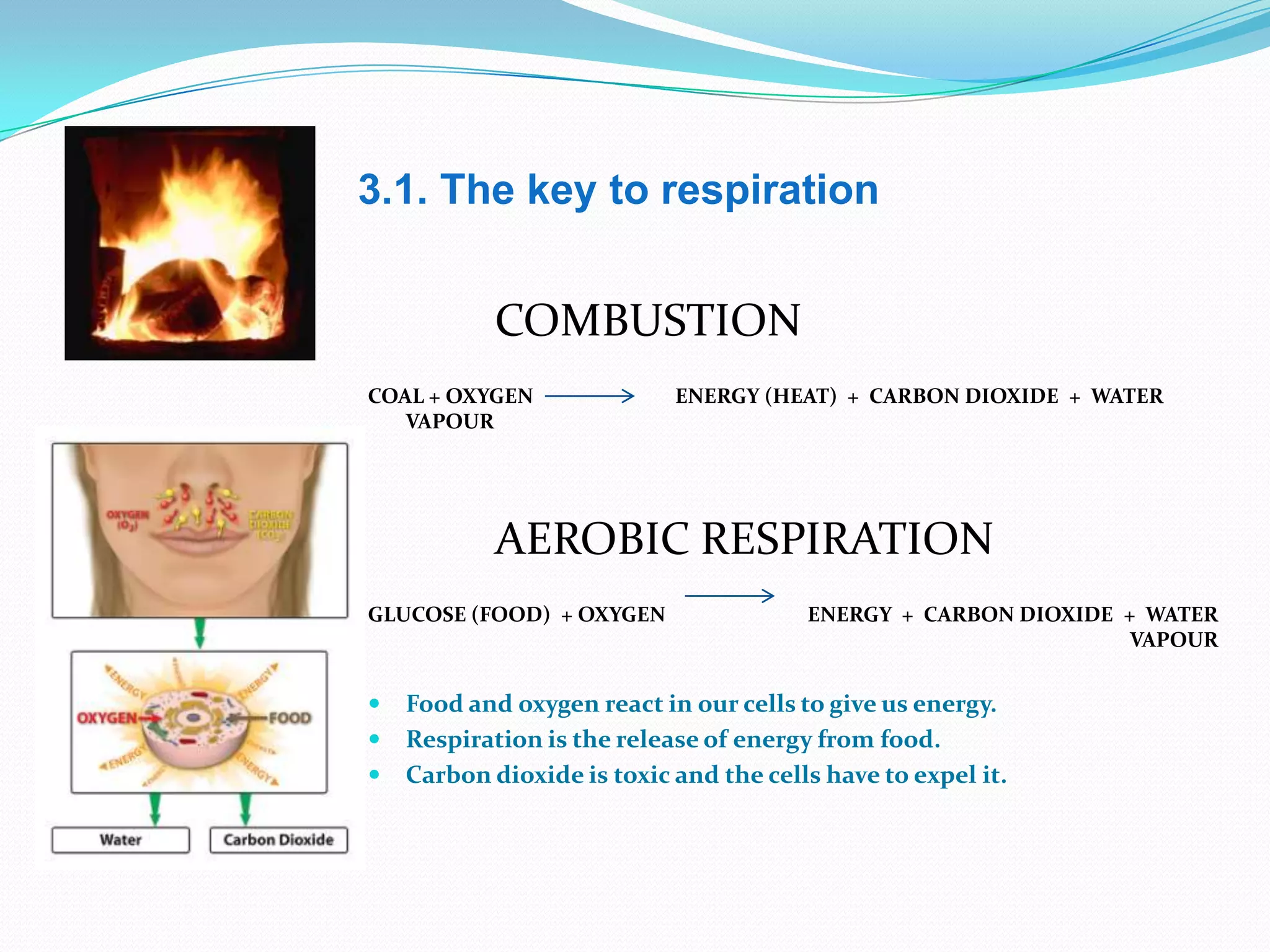 Unit3NutritionalprocessRespiratory | PPTX | Lung and Respiratory Health ...