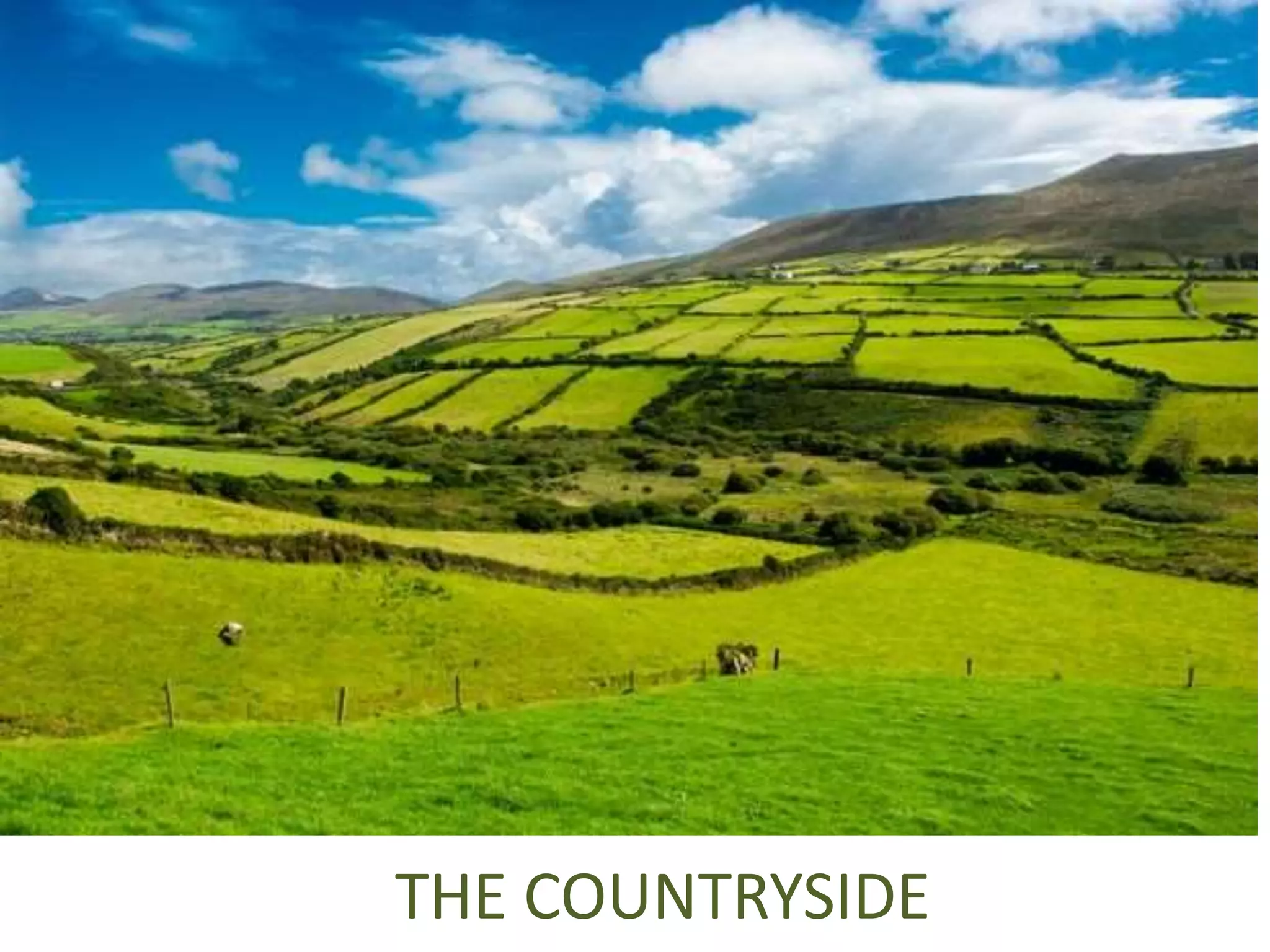 Unit 3 ocean animals | PPT