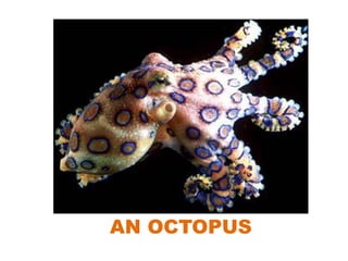 Unit 3 ocean animals | PPT