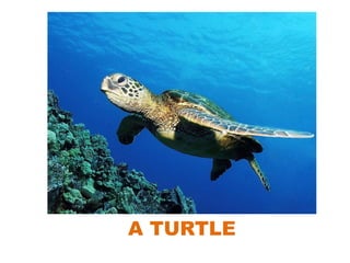 Unit 3 ocean animals | PPT