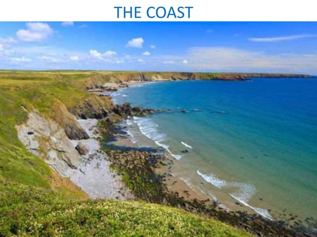 Unit 3 ocean animals | PPT | Free Download