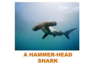 Unit 3 ocean animals | PPTX