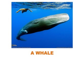 Unit 3 ocean animals | PPTX