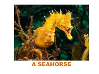 Unit 3 ocean animals | PPT