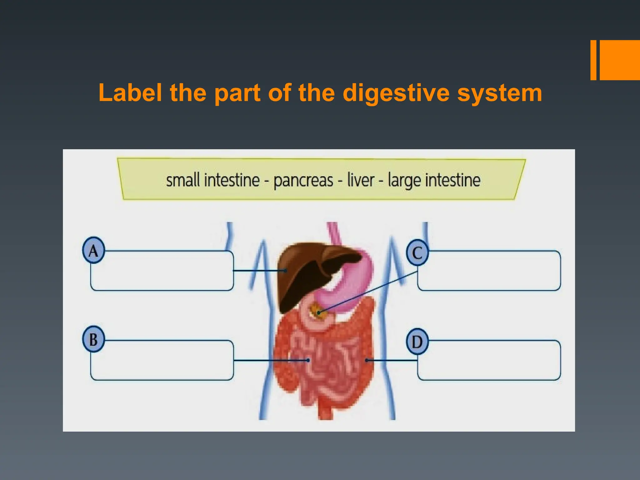 Unit 3 - Octavo Basico (Human Body Systems) | PPT