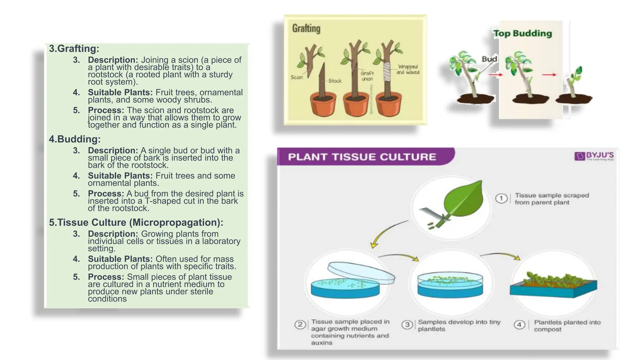 Cultivation, collection, processing and storage of crude drugs | PPTX