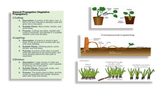 Cultivation, collection, processing and storage of crude drugs | PPTX ...