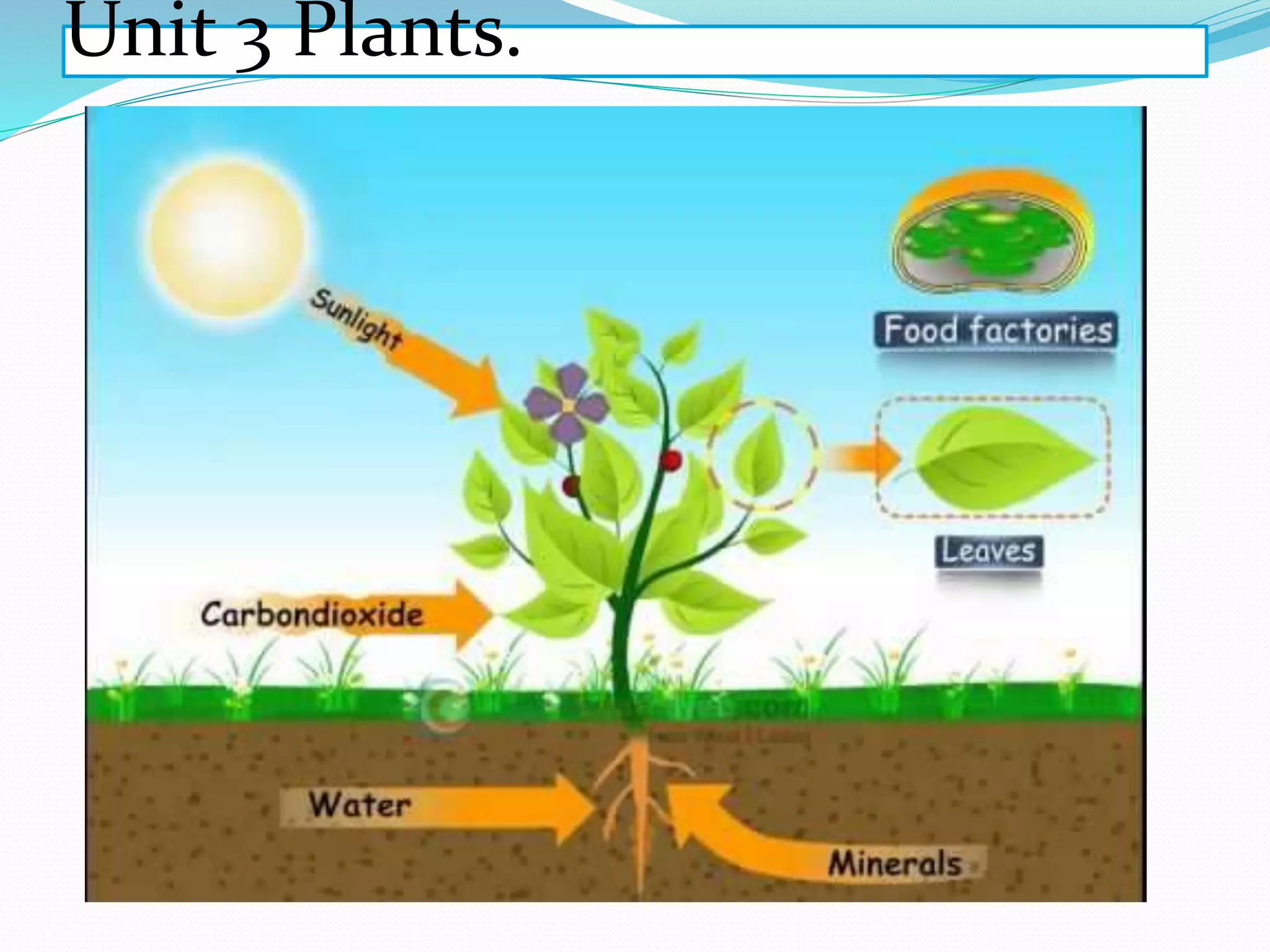 Unit 3 plants | PPTX