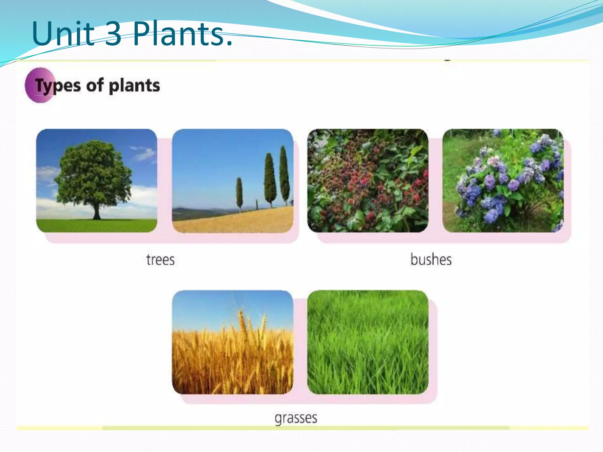 Unit 3 plants | PPTX