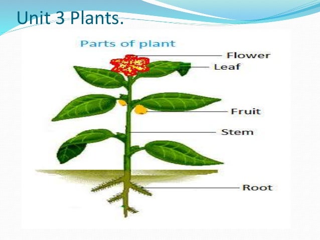 Unit 3 plants