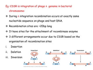 Unit 3 recombination | PPTX