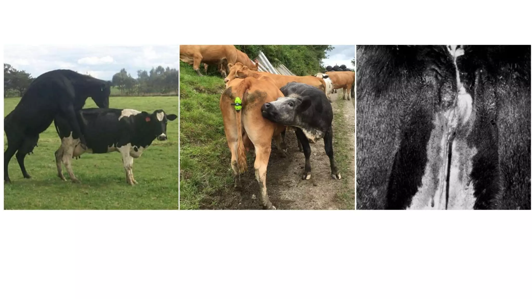 Unit 3 Reproduction of Livestock.pptx