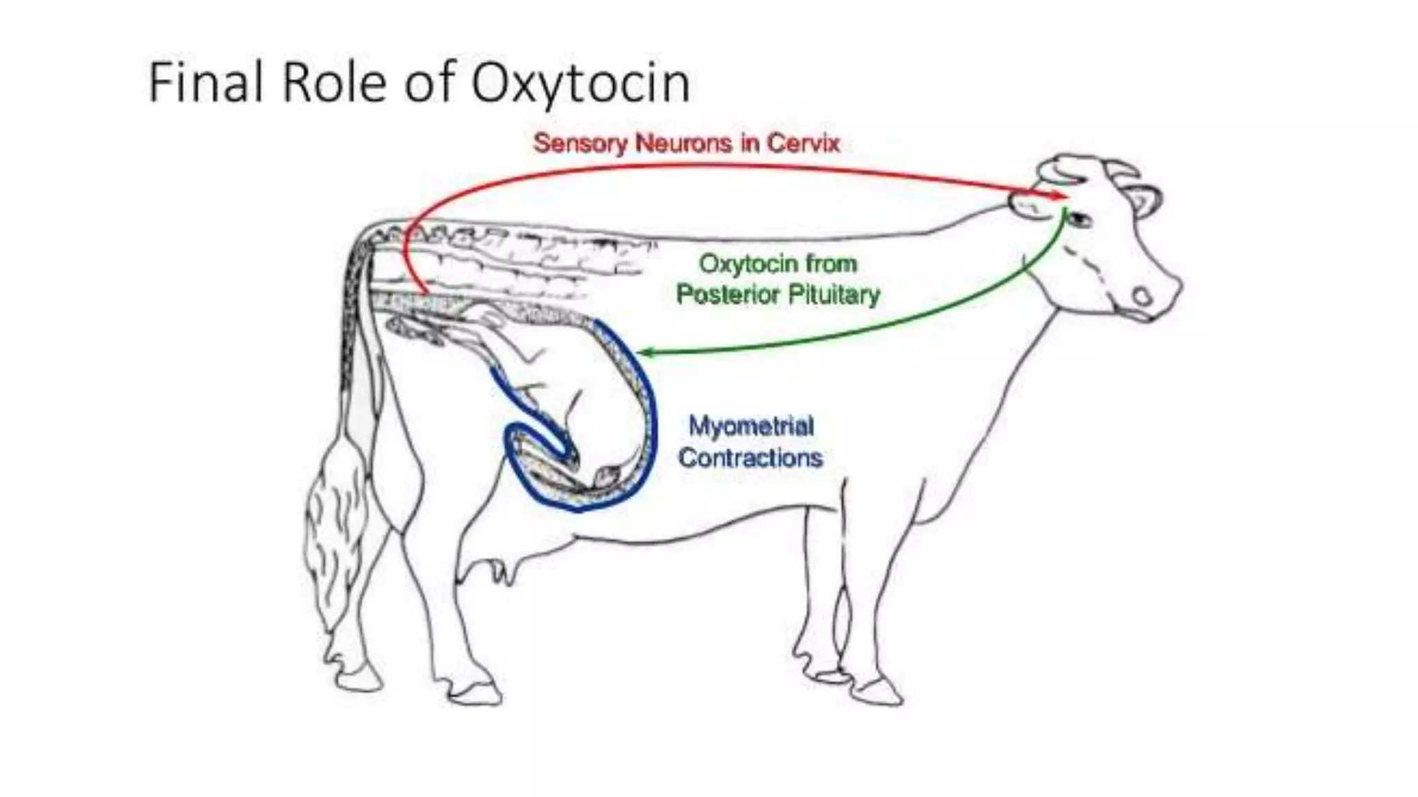 Unit 3 Reproduction of Livestock.pptx