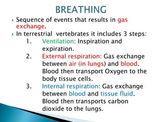 Unit 3 respiratory system and gas exchange | PPTX