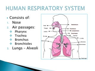 Unit 3 respiratory system and gas exchange | PPTX | Lung and ...