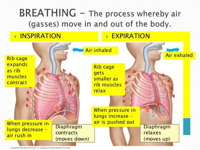 Unit 3 respiratory system and gas exchange