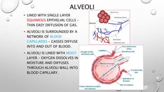 Unit 3 respiratory system and gas exchange(2) | PPTX