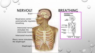Unit 3 respiratory system and gas exchange(2) | PPTX