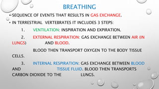 Unit 3 respiratory system and gas exchange(2) | PPTX