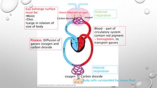 Unit 3 respiratory system and gas exchange(2) | PPTX