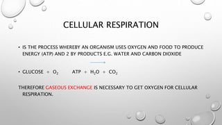 Unit 3 respiratory system and gas exchange(2) | PPTX