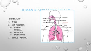 Unit 3 respiratory system and gas exchange(2) | PPTX