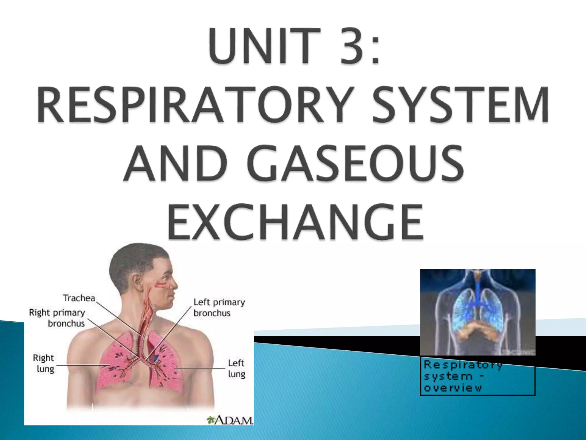 Unit 3 respiratory system and gas exchange(3) | PPT