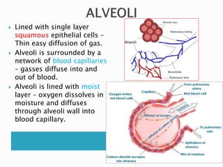 Unit 3 respiratory system and gas exchange(3) | PPT