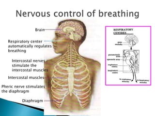 Unit 3 respiratory system and gas exchange(3) | PPT
