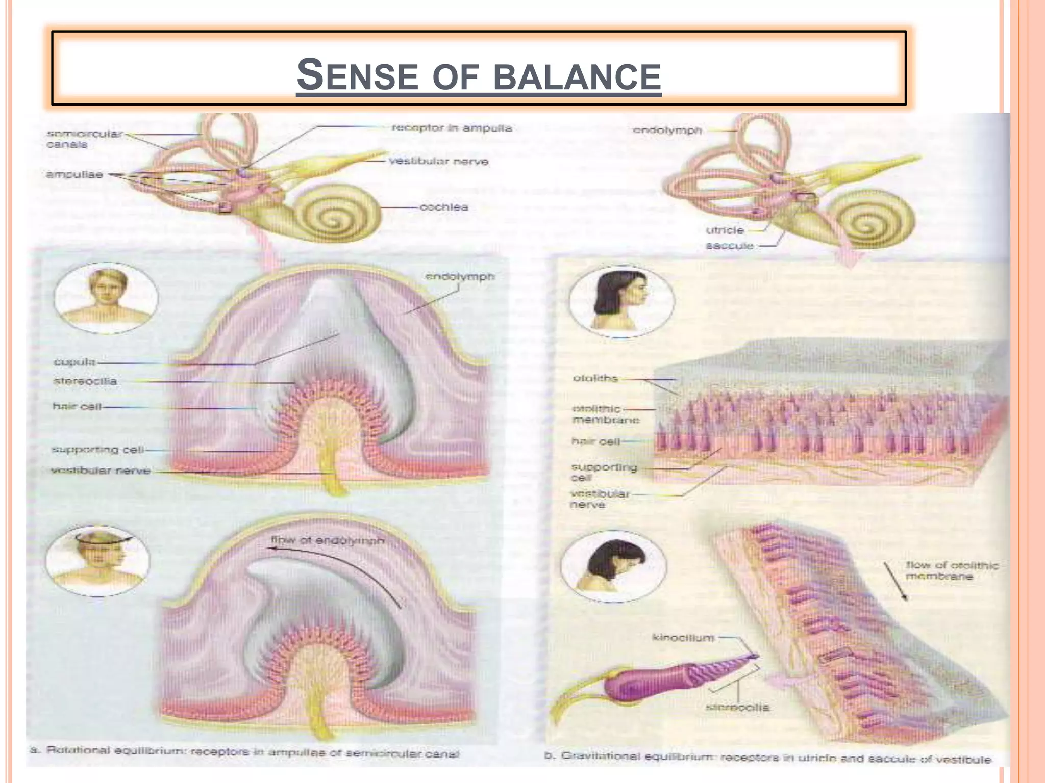 Unit 3 sence organs ear and nose(1) | PPT
