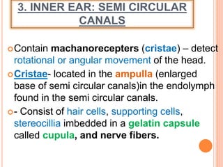 Unit 3 sence organs ear and nose(1) | PPTX