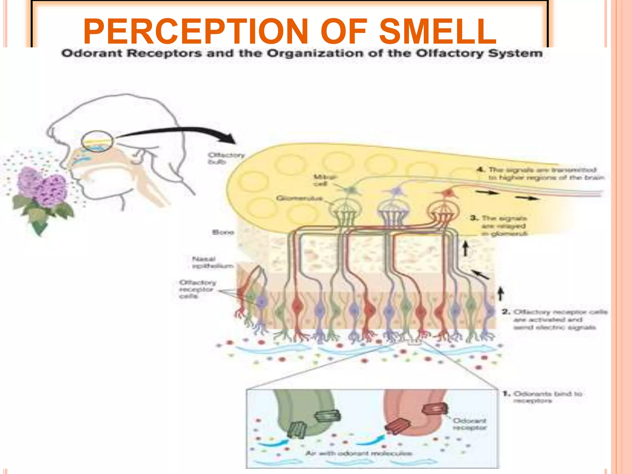 Unit 3 sence organs ear and nose(1) | PPT